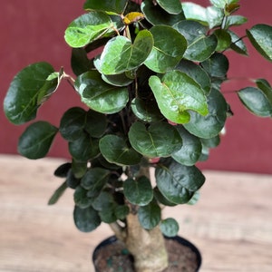 Aralia Fabian Stump 6" Pot - Etsy