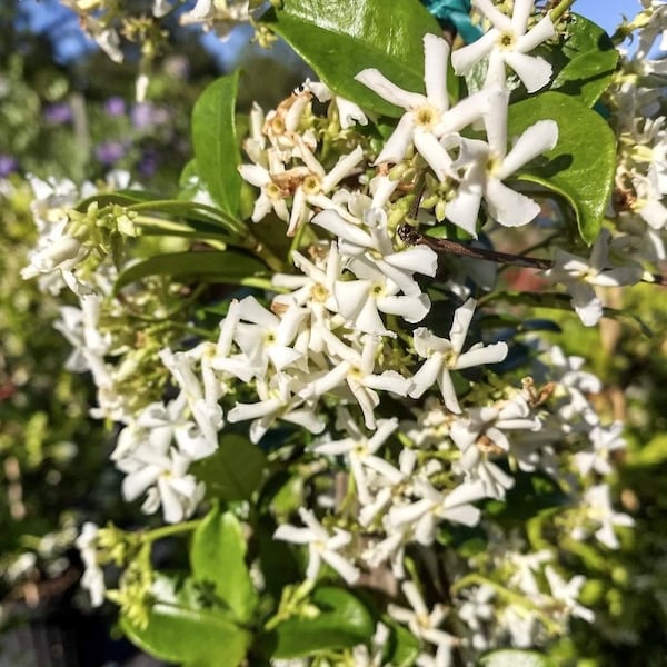 Perfume Jasmine Seeds - Etsy
