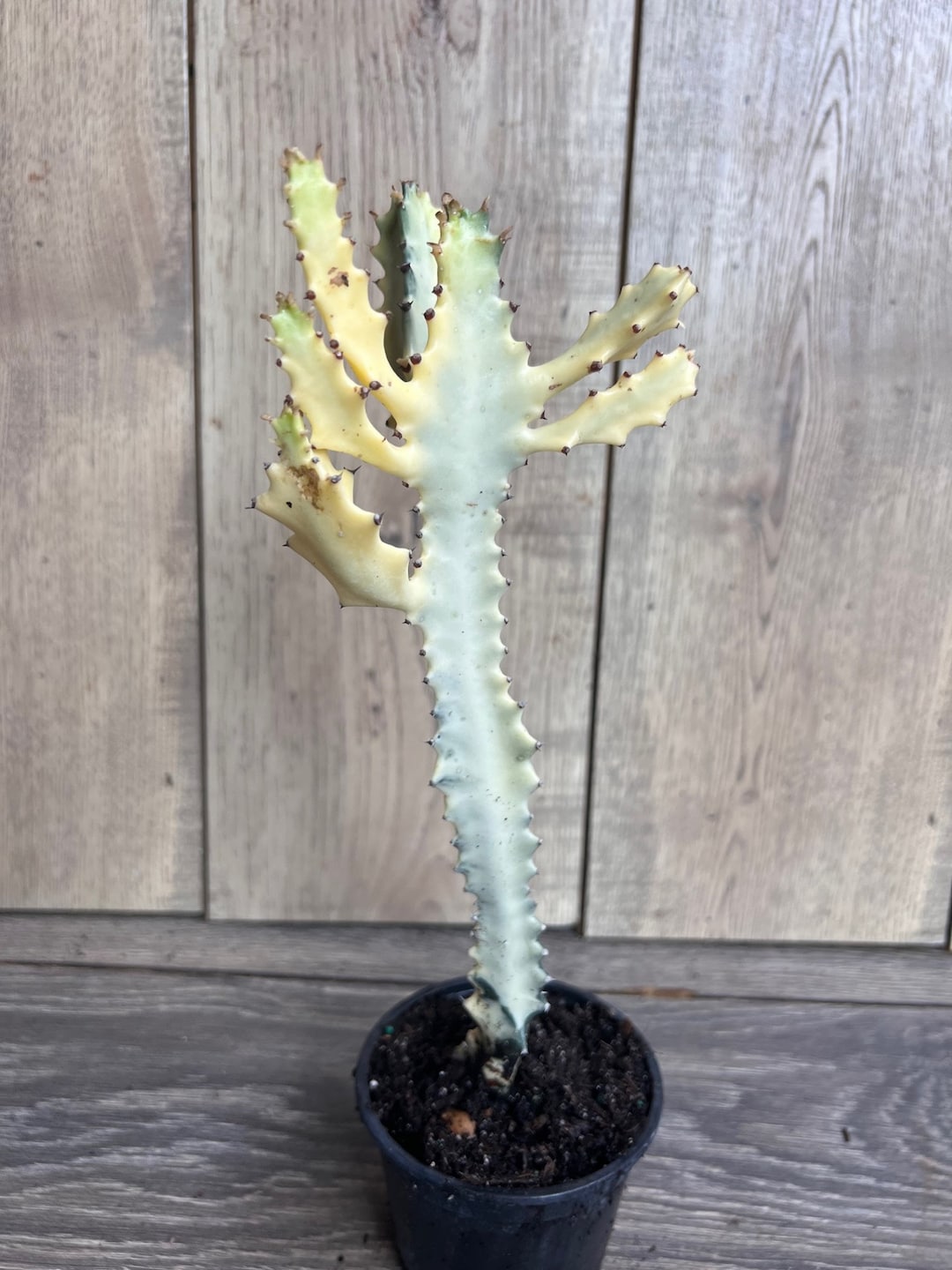 Ghost Cactus | White Variegated Euphorbia Lactea | Rare Cactus in 4" - Etsy