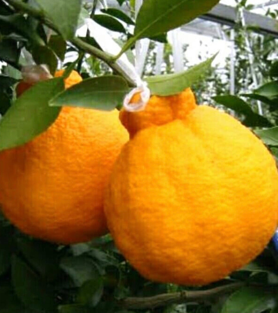 Grafted Shiranui Dekopon Mandarin Orange Tree in Half Gallon Pot ...