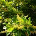 Chinese Perfume Tree, Chinese Rice Flower, in 10" Pot - Etsy