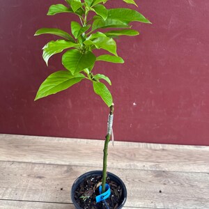 Donnie Avocado Tree , Grafted in 6" Pot - Etsy