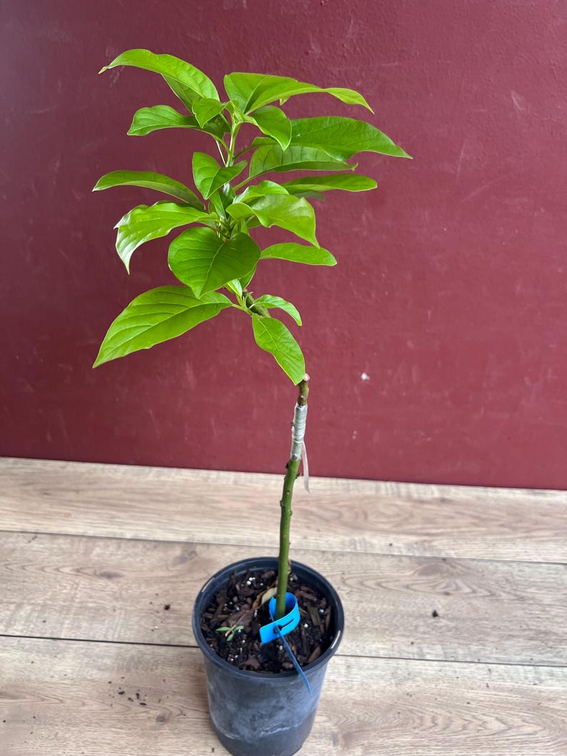 Donnie Avocado Tree , Grafted in 6" Pot - Etsy