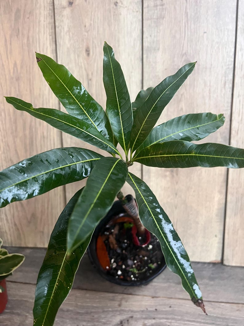 Grafted, Valencia Pride Tree. Grafted in 1/2 Gallon Pot - Etsy