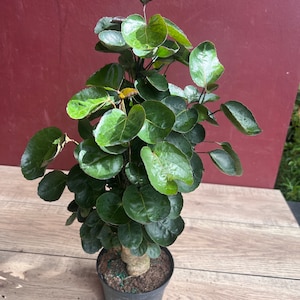 Aralia Fabian Stump 6" Pot - Etsy