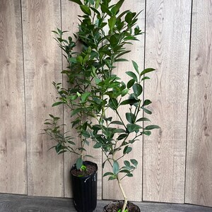 Key Lime Tree in Half Gallon Pot, Grafted,no Shipping to Ca,az,ak,tx,hi ...