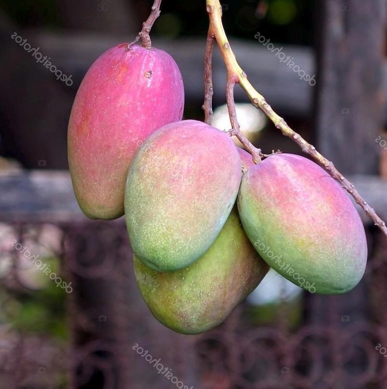 Grafted Keitt Mango Tree, Dwarf Variety (1/2 Gallon Pot) - Etsy