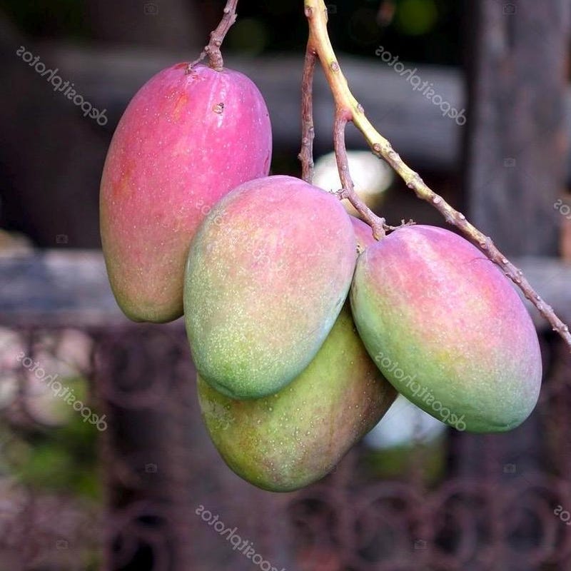 Mango Tree Live Plant - Etsy