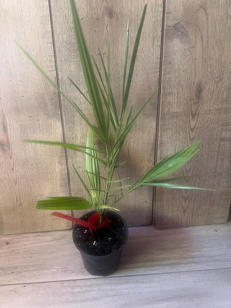 The Canary Palm in 4" Pot, Phoenix Canariensis, Date - Etsy