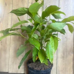 Yellow Champaca, Magnolia Champaca, in 4" Pot or 6" Pot, Joy Perfume ...