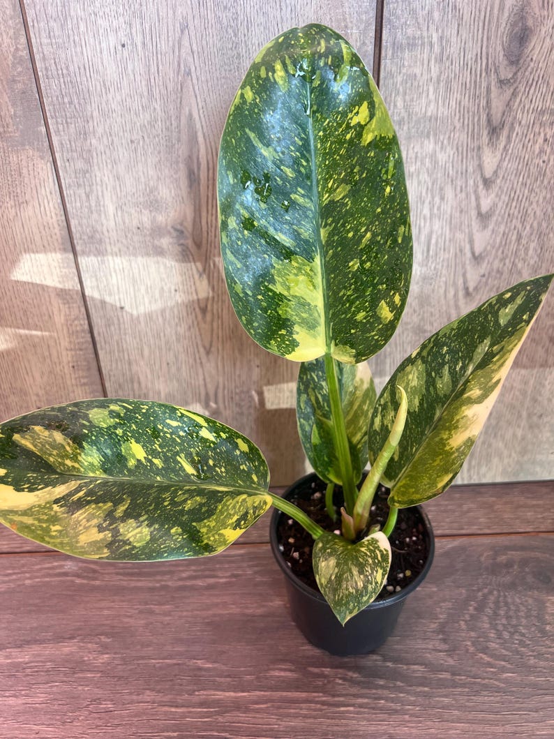 Philodendron Variegated Green Congo Nuclear in 4" Pot - Etsy