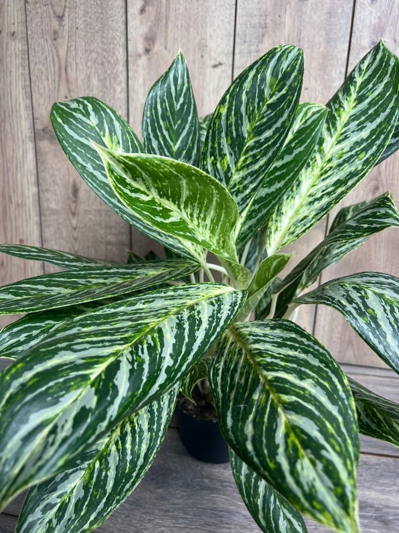 Aglaonema Golden Madonna in 6 Pot - Etsy