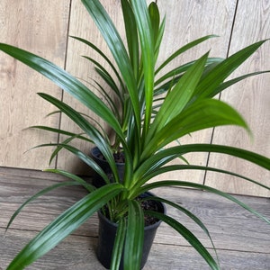 ONE Pandan Plant, Pandanus, Pandan in 4" Pot - Etsy