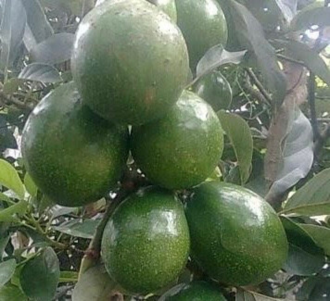 Marcus Pumpkin Avocado Tree, Cold Hardy, Grafted in 3 Gallons Pot - Etsy