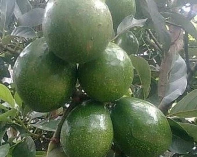 Marcus Pumpkin Avocado Tree- 1 Feet Tall - Grafted Tree - Ship in 6 ...