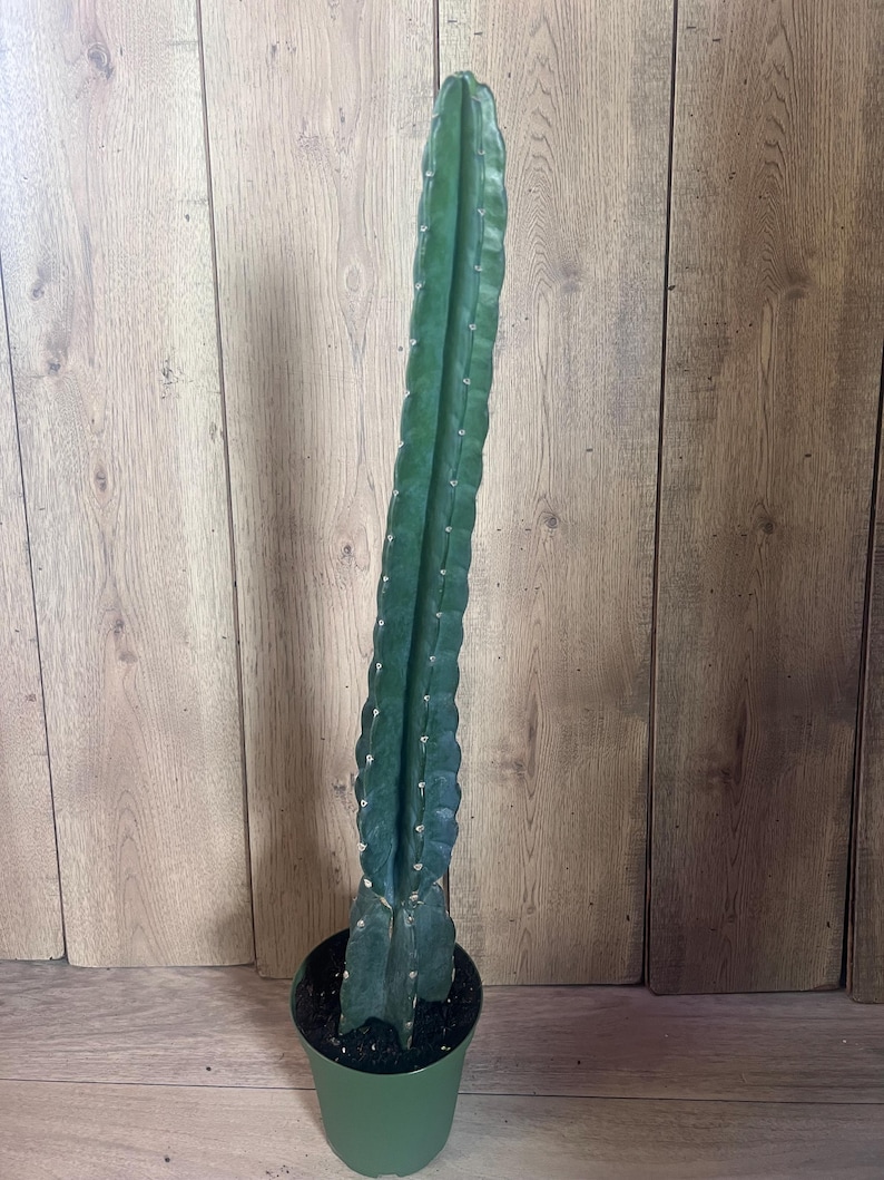Large Cuddly Cactus, Cereus Jamacaru in 6"pot, Blue Spineless Cactus - Etsy