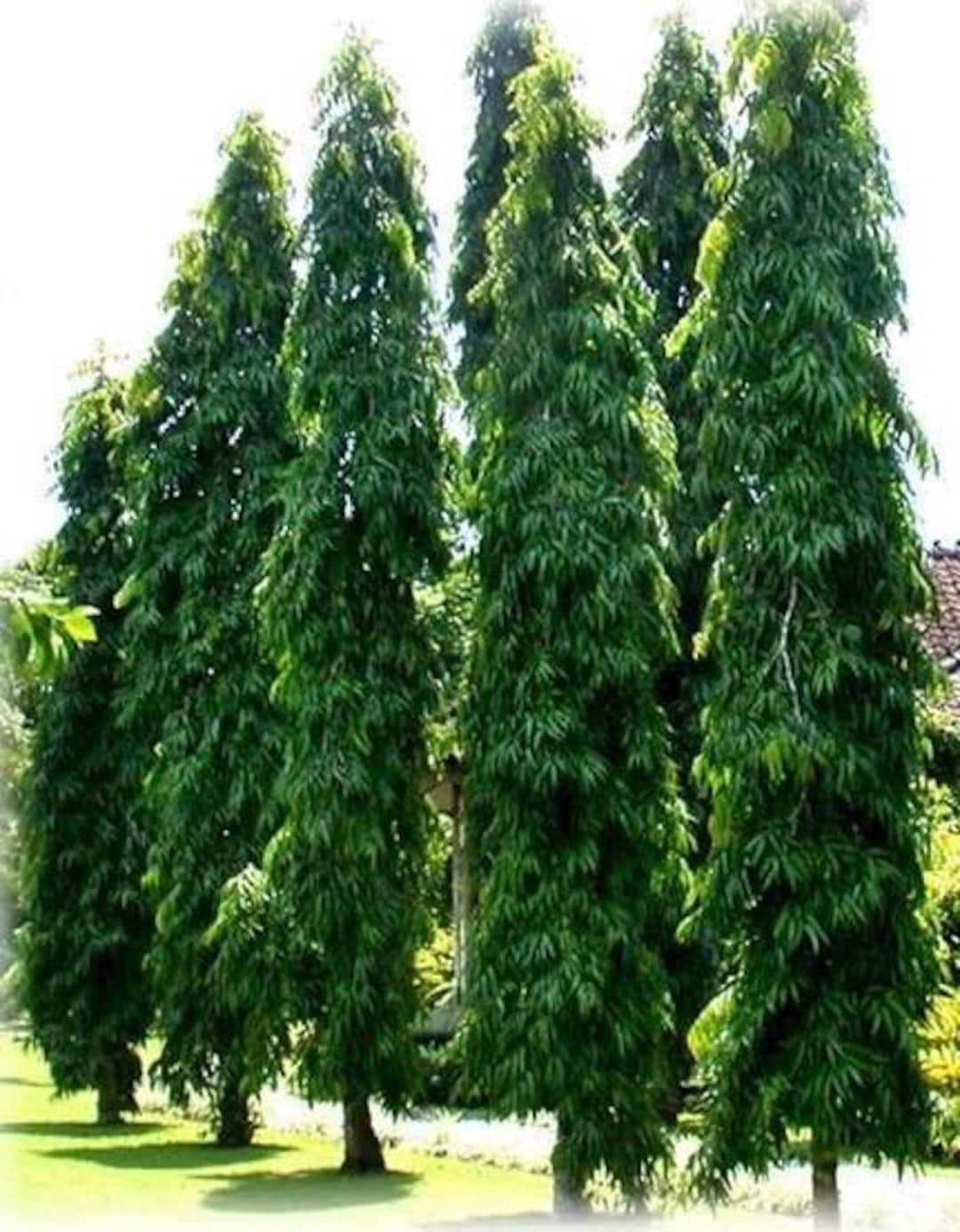 Mast Tree, Polyalthia Longifolia in 3 Gallons Pot - Etsy
