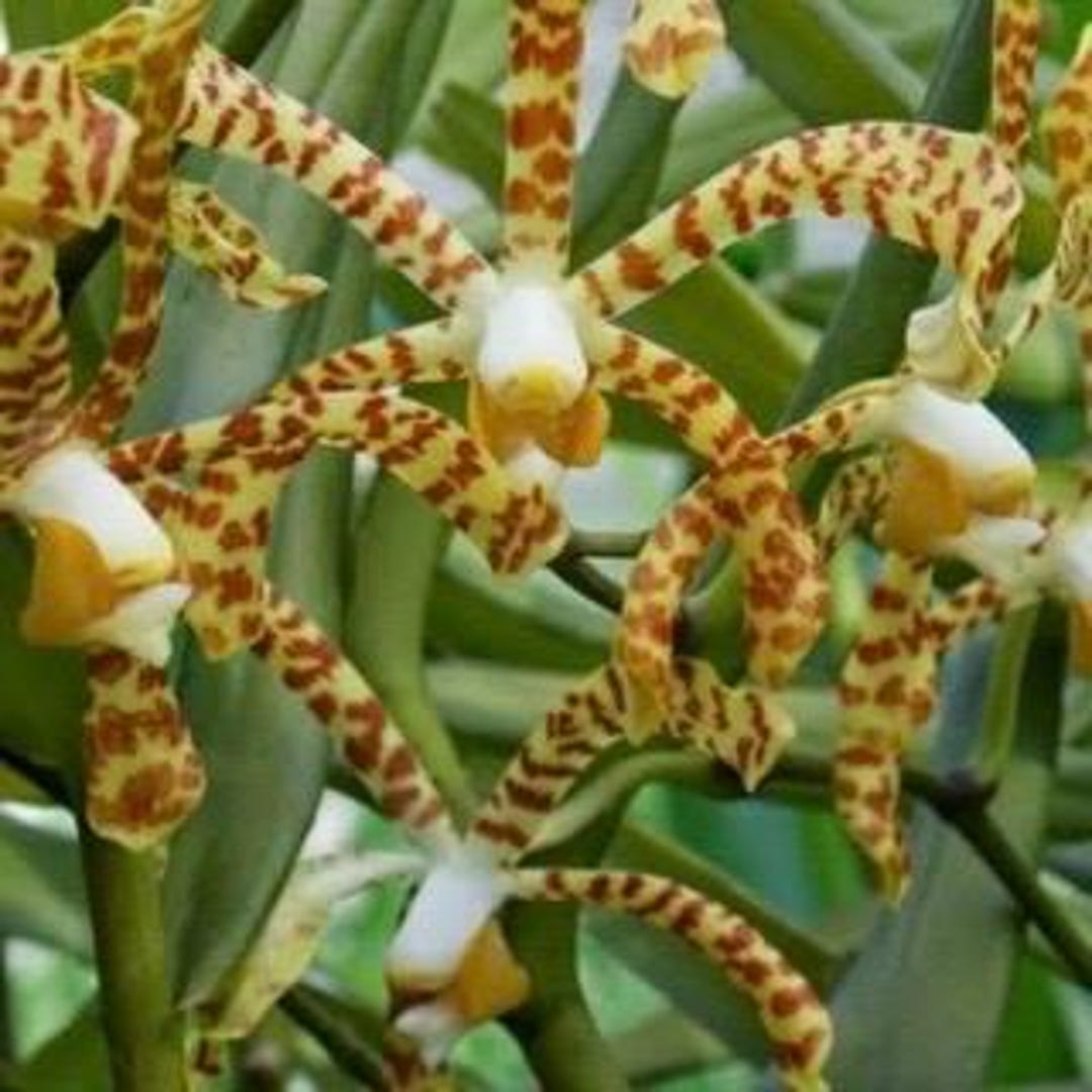 Scorpion Orchid in 4" Pot, Arachnis, Aranda Orchid - Etsy