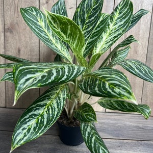 Aglaonema Golden Madonna in 6" Pot - Etsy