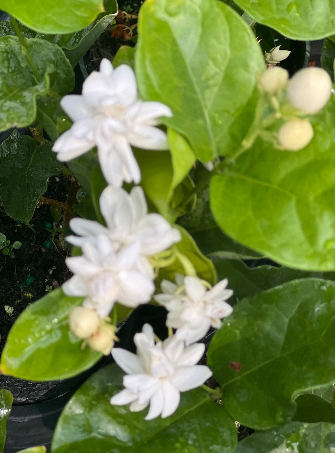 Jasmine Mysore Mulli in 4" Pot, Fragrance, Flowers and Brilliant Green ...