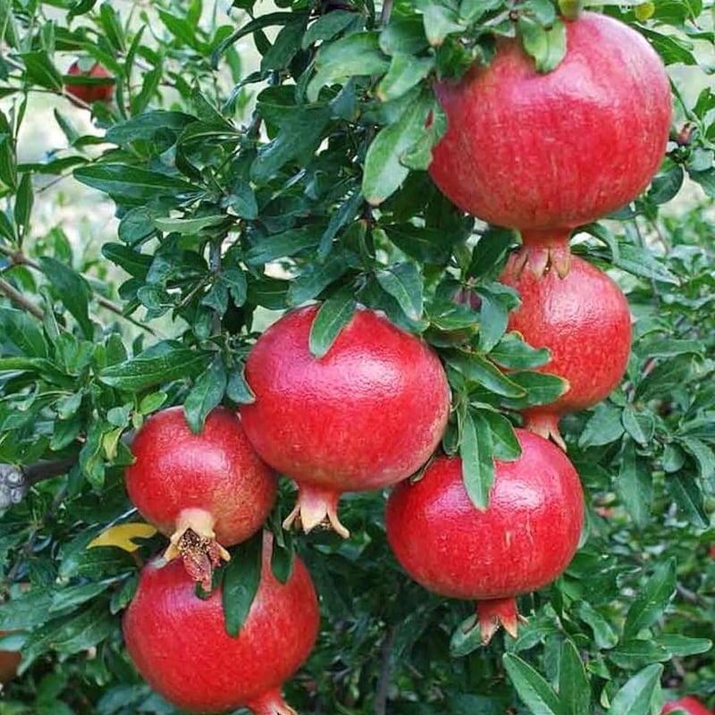 Dwarf Guava Live Plants - Etsy
