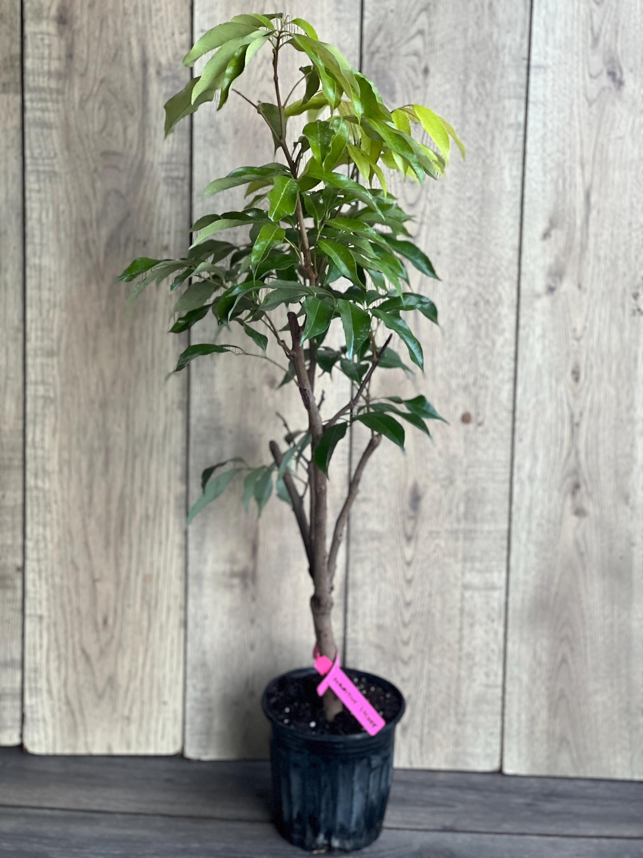 Mauritius Lychee , Litchi Chinensis in 6" or 10" Pot, 2 to 4 Feet Tall ...