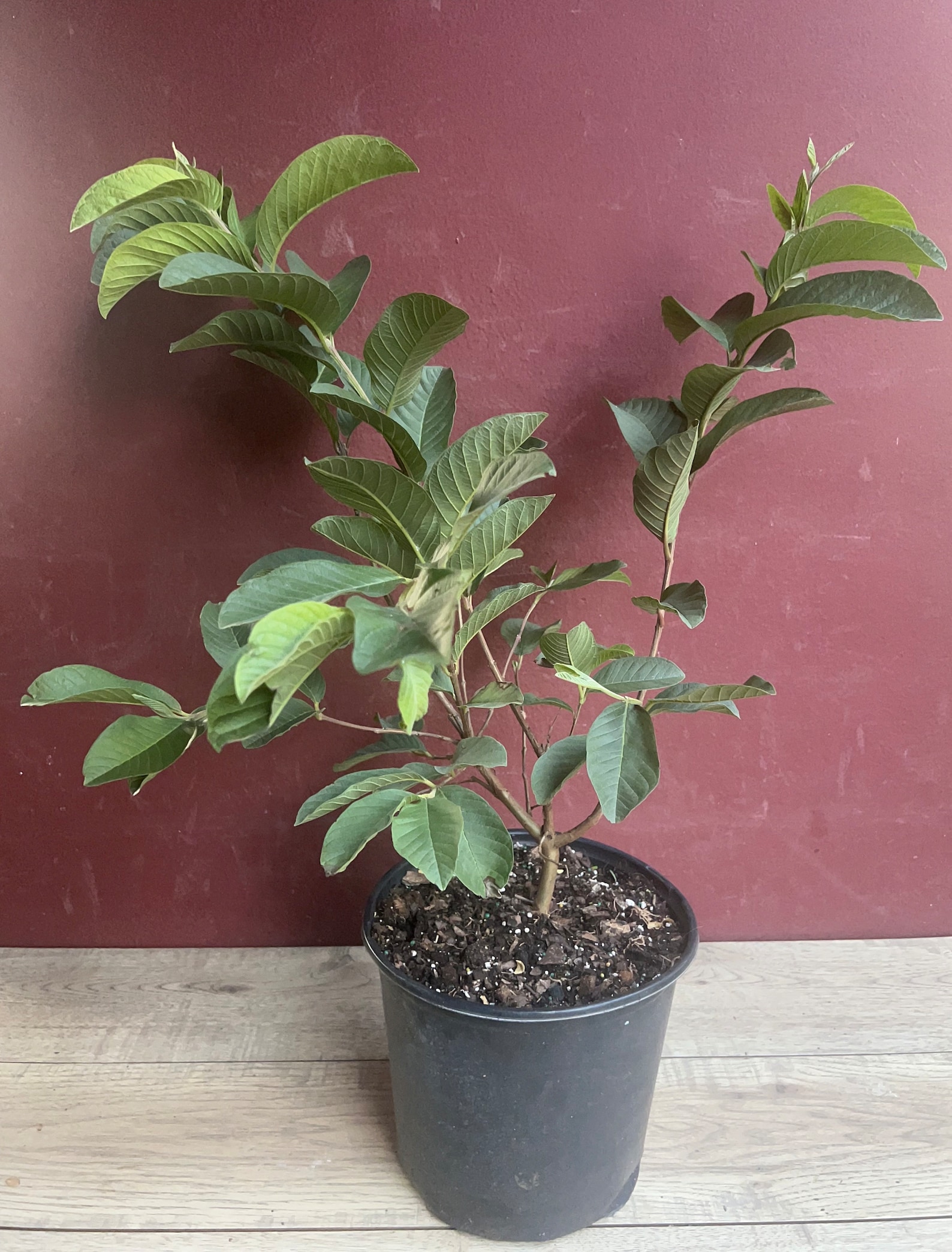 Ruby Supreme Guava Plant in 10" Pot, Jambu Batu, Psidium Guajava, Pink ...