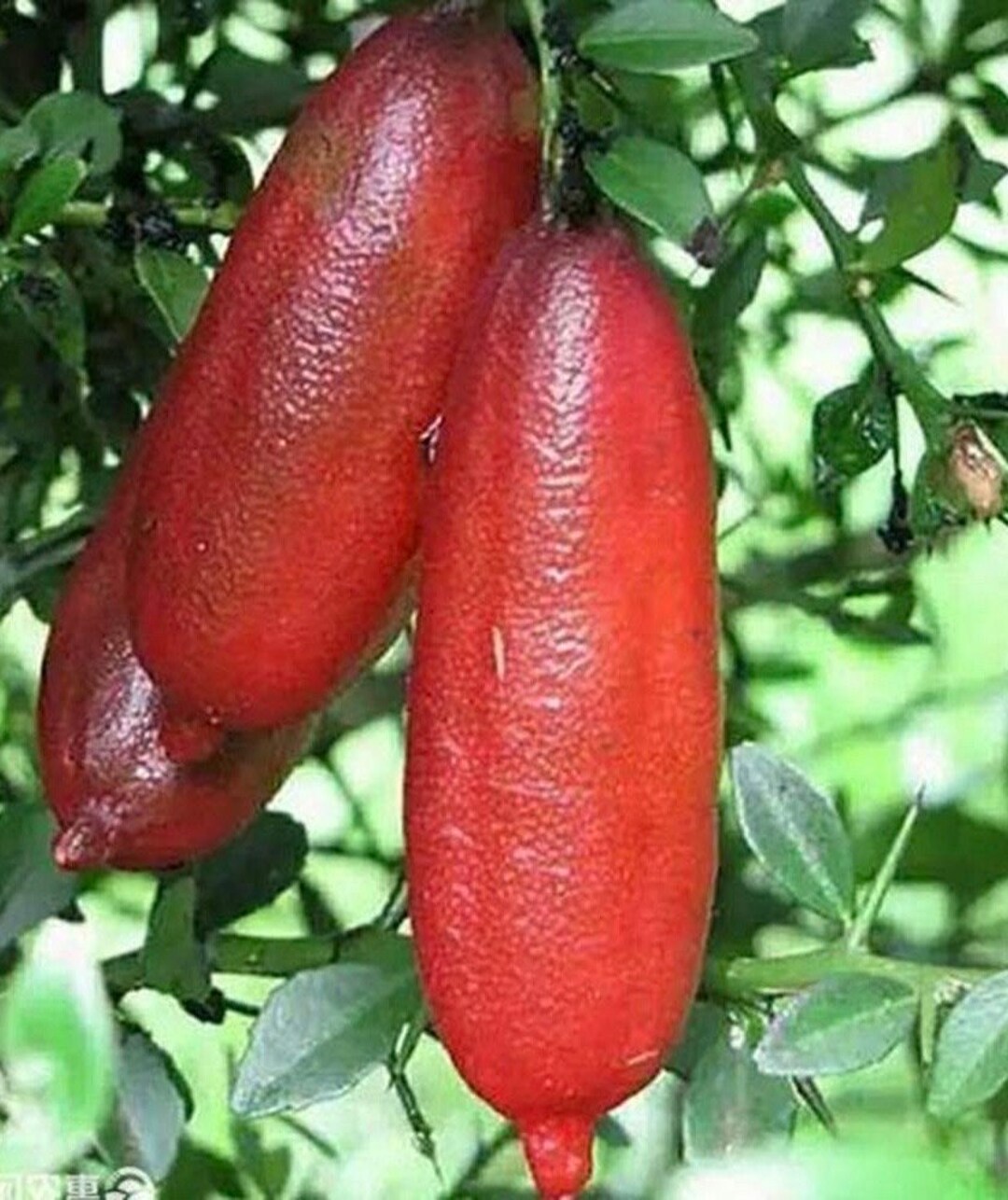 Red Finger Lime Tree, 1/2 Gallon Pot, UF KB -8, Microcitrus ...