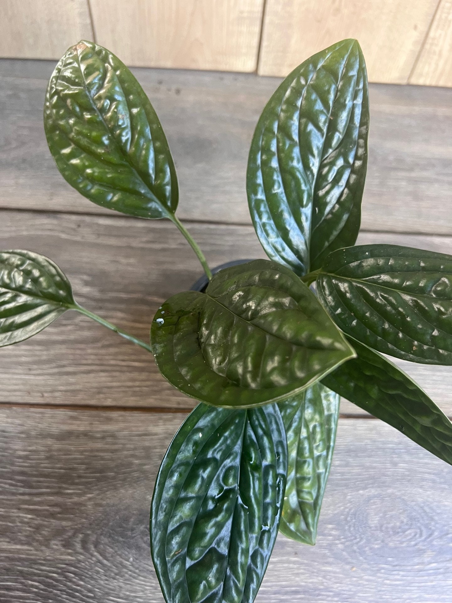 Monstera Peru in 4 Pot House Plant - Etsy