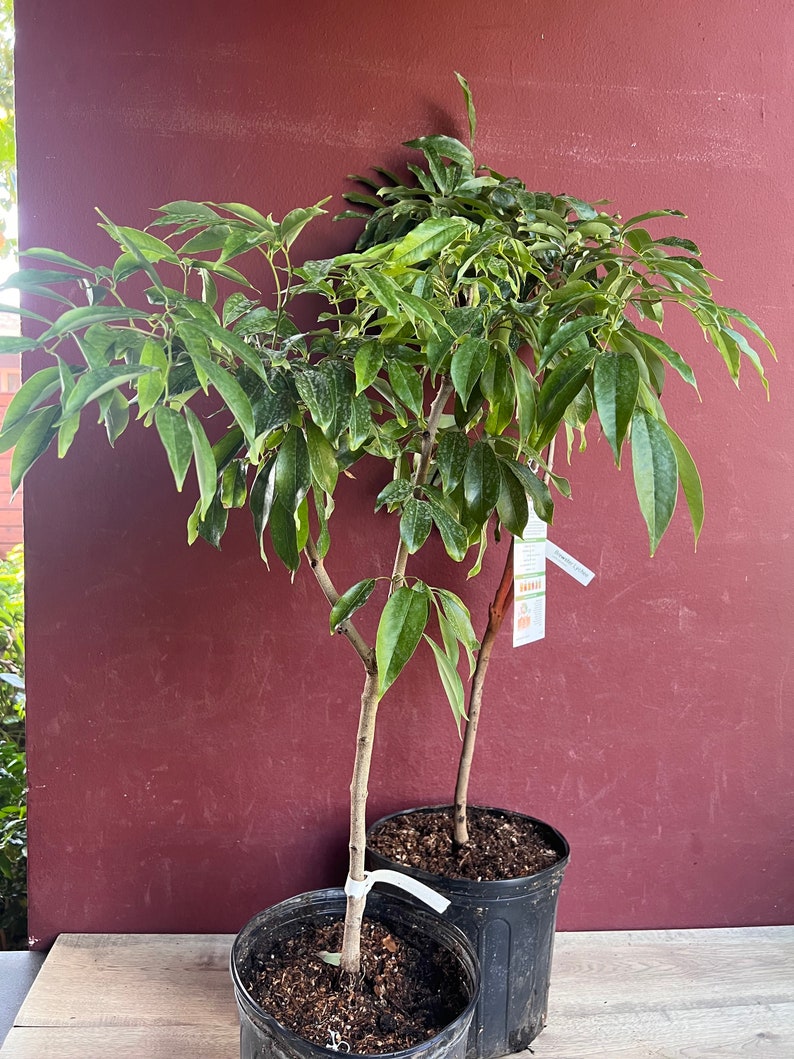 Mauritius Lychee , Litchi Chinensis in 6" or 10" Pot, 2 to 4 Feet Tall ...
