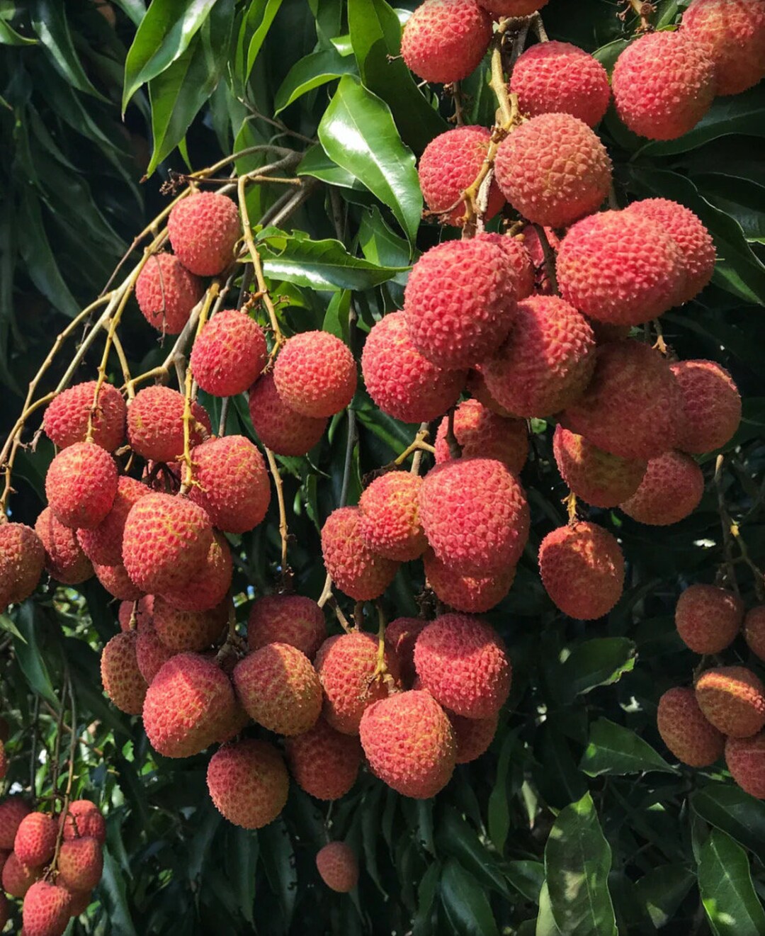 Large Sweetheart Lychee in 10 Pot, 3 to 4 Ft Tall, Grafted, No Ship to ...