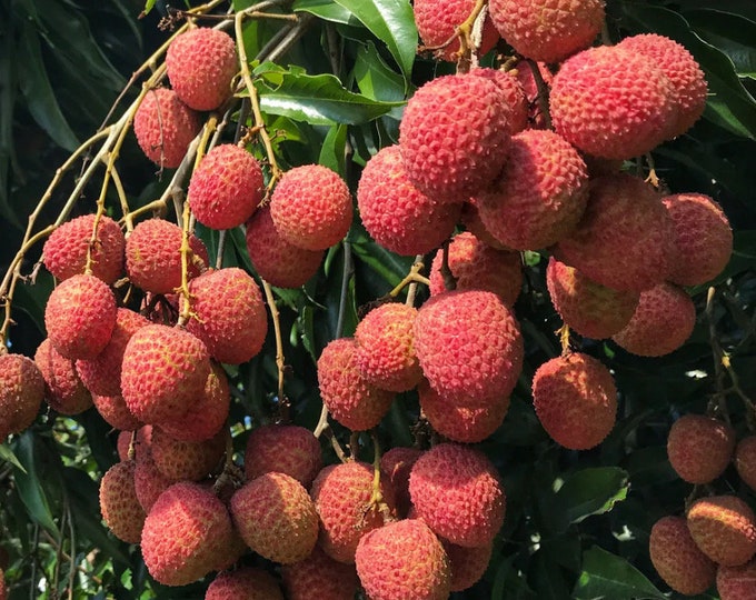 Indian Lychee Tree Air Layered One of the Best Lychee in the World ...