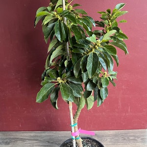 Donnie Avocado Tree , Grafted in 3 Gallons Pot, No Ship to CA and HI - Etsy
