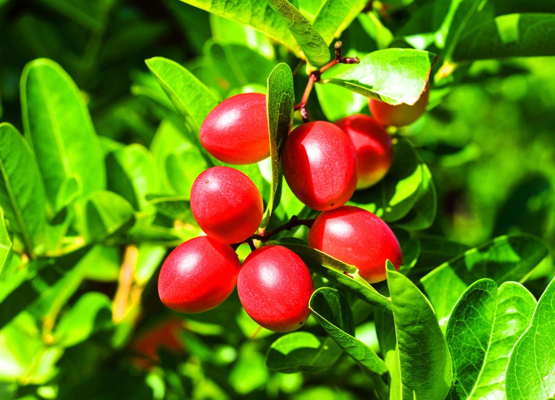 Miracle Fruit Tree in 3 Gallons Pot, Synsepalum Dulcificum - Etsy