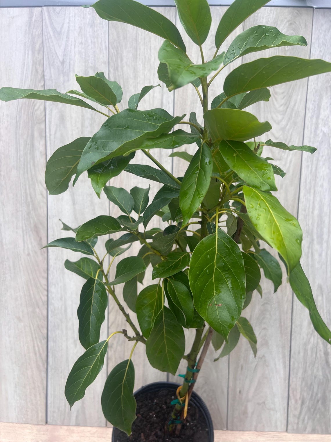 Monroe Avocado Tree, Cold Hardy, Grafted in 3 Gallons Pot - Etsy
