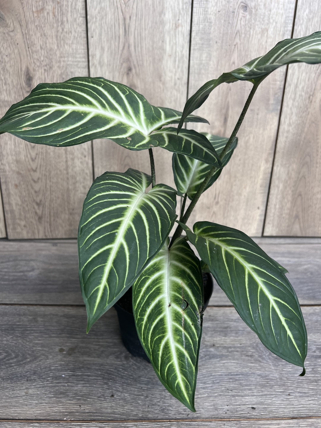 Xanthosoma Lindenii Magnificum in 6" Pot , Caladium Lindenii - Etsy