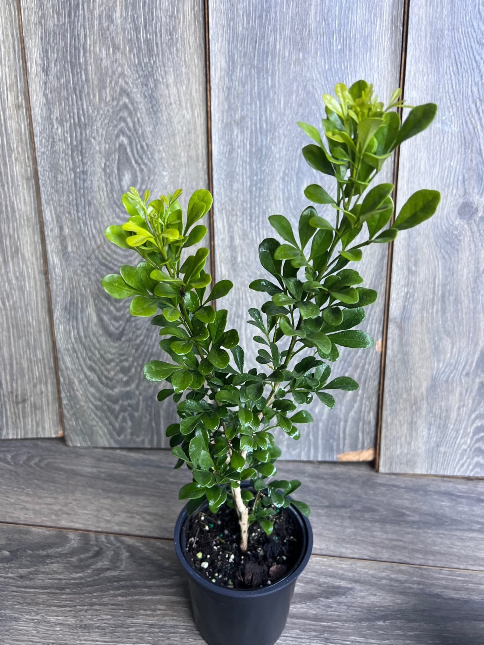 Chinese Perfume Tree, Chinese Rice Flower, in 4 Pot Aglaia Odorata - Etsy