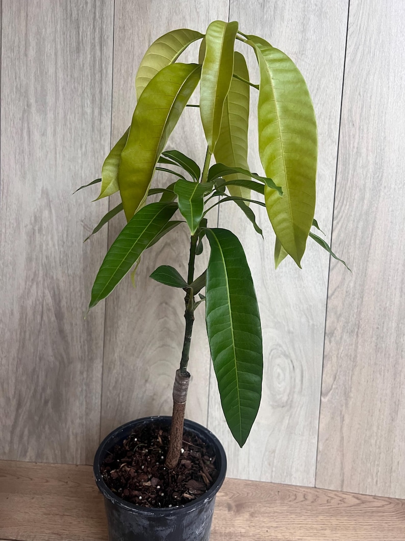 Grafted Keitt Mango Tree, Dwarf Variety (1/2 Gallon Pot) - Etsy