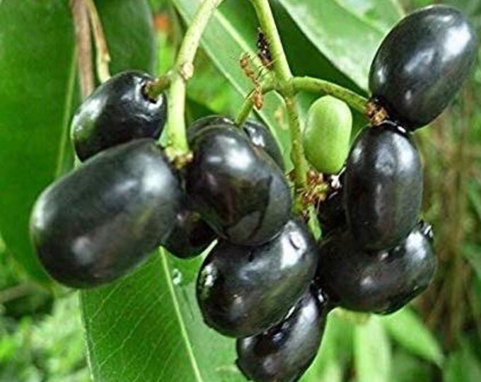 Malabar Plum (java Plum, Black Plum, Jamun) 4ft Tree Trees. No Shipping ...