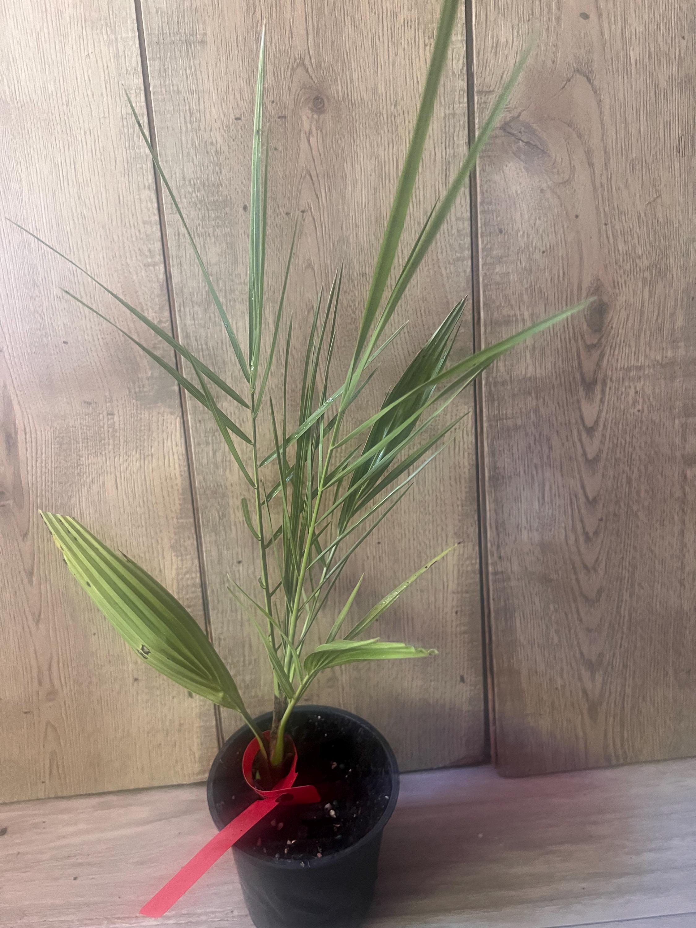 The Canary Palm in 4" Pot, Phoenix Canariensis, Date - Etsy