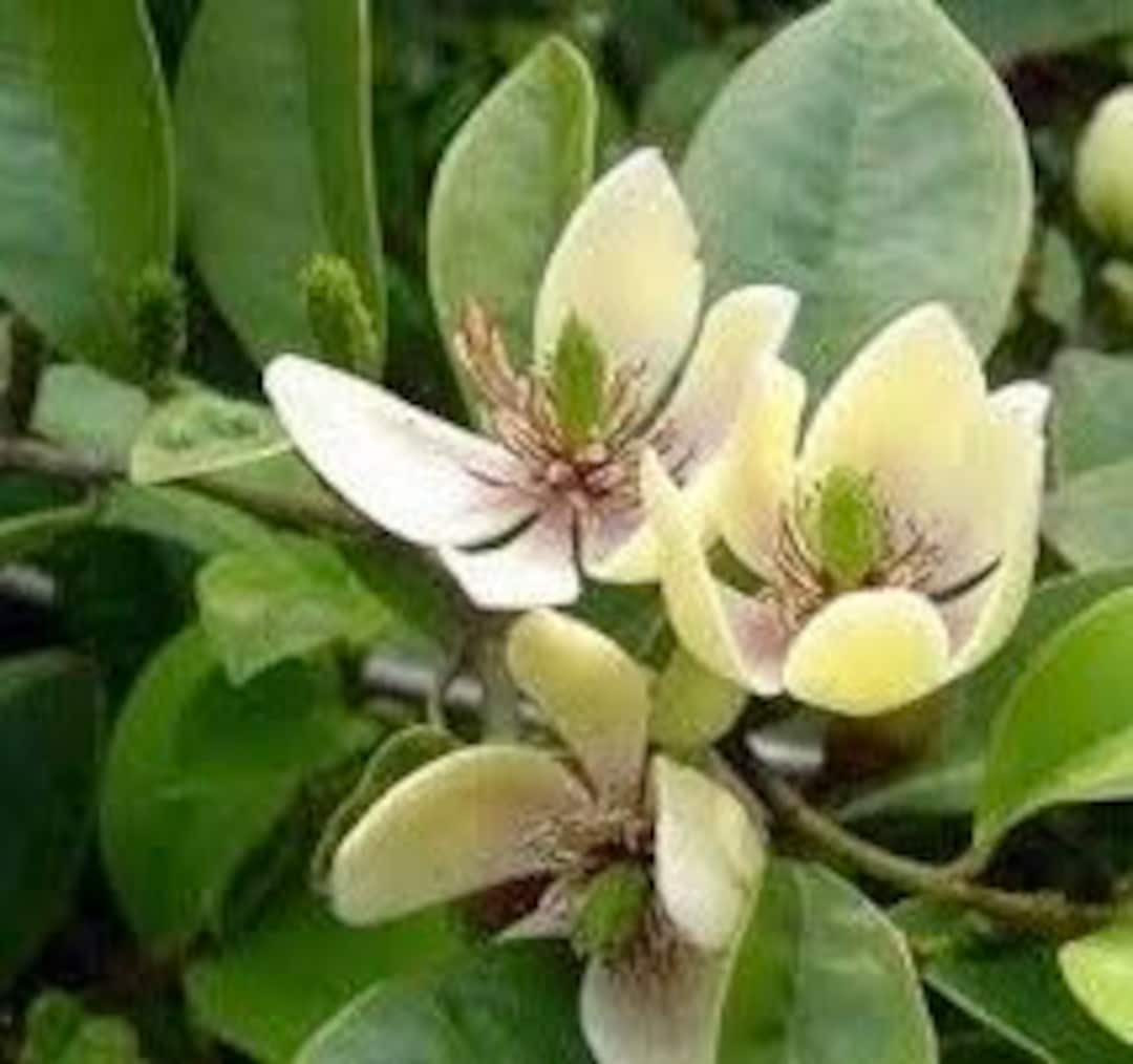 Magnolia Figo, Michelia Figo – Banana Shrub in 4" Pot - Etsy