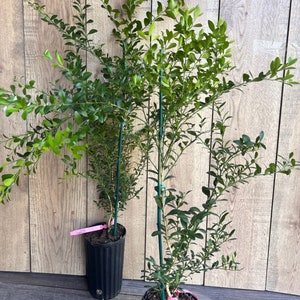 Finger Lime Tree , 1/2 Gallon Pot - Microcitrus Australasica in Half ...