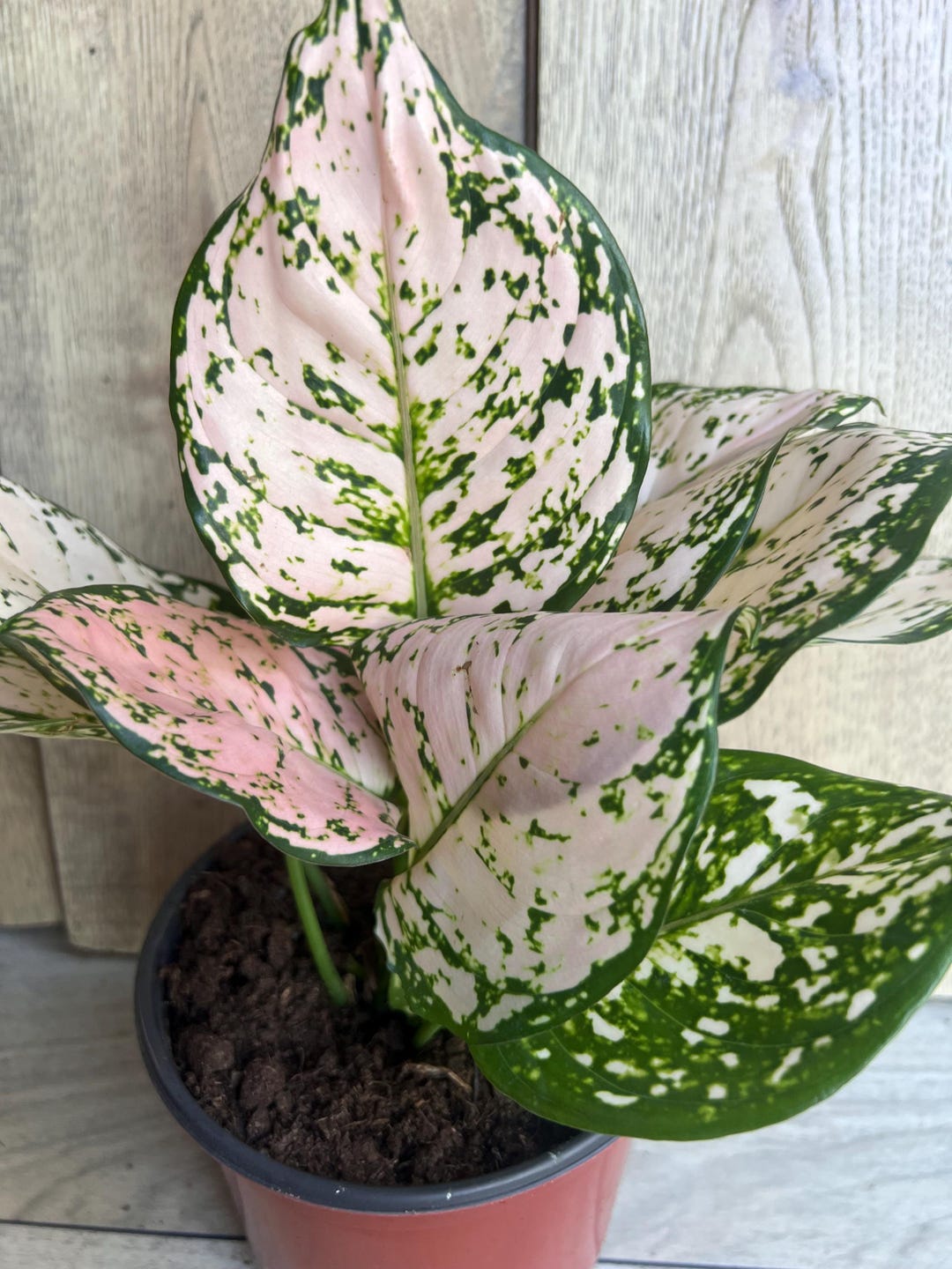 Aglaonema Pink Eileen in 6" Pot - Etsy