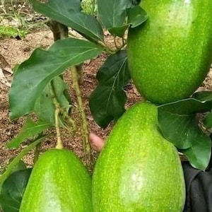 Monroe Avocado Tree, Cold Hardy, Grafted in 3 Gallons Pot - Etsy