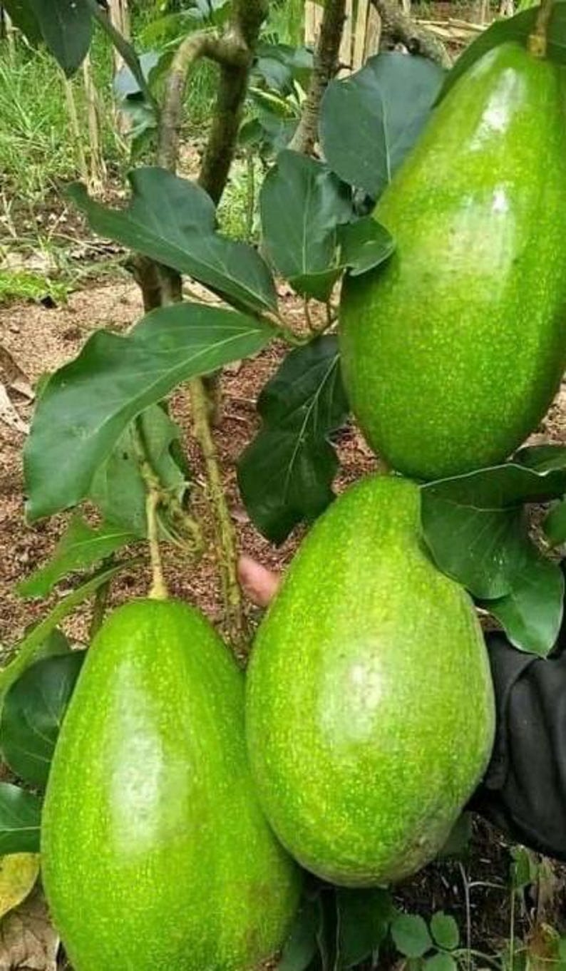 Monroe Avocado Tree, Cold Hardy, Grafted in 3 Gallons Pot - Etsy