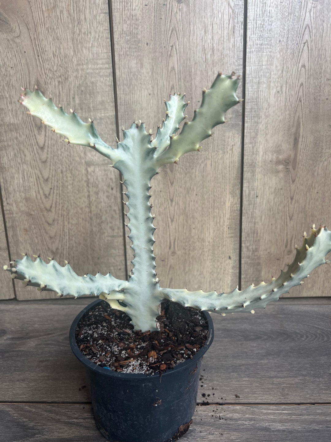 Ghost Cactus | White Variegated Euphorbia Lactea | Rare Cactus in 6" - Etsy