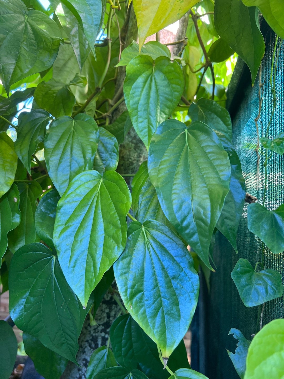 Betel Leaf Plant, Piper Betel in 4" Pot , Daun Sirih Plant , - Etsy