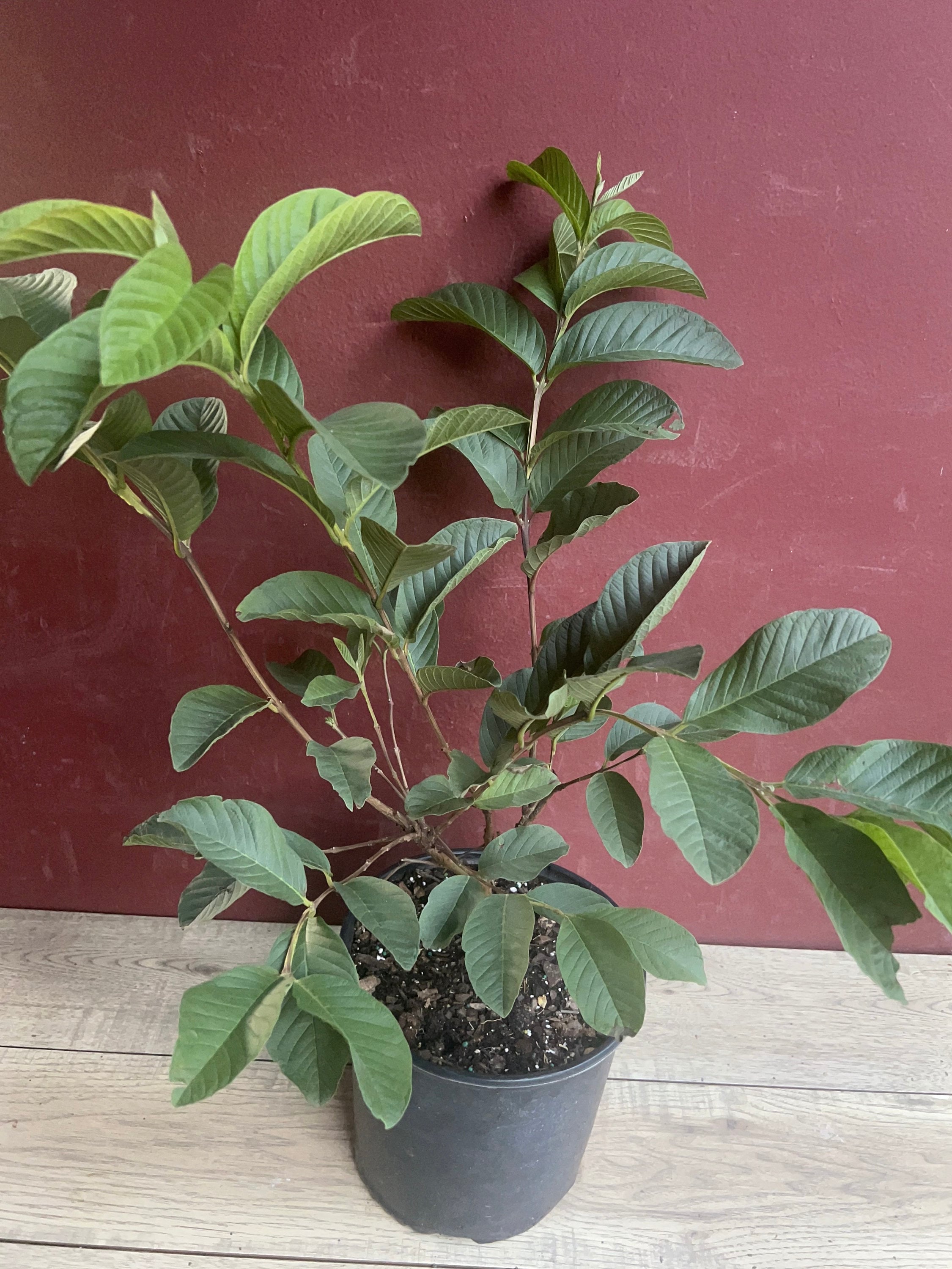 Ruby Supreme Guava Plant in 10" Pot, Jambu Batu, Psidium Guajava, Pink ...