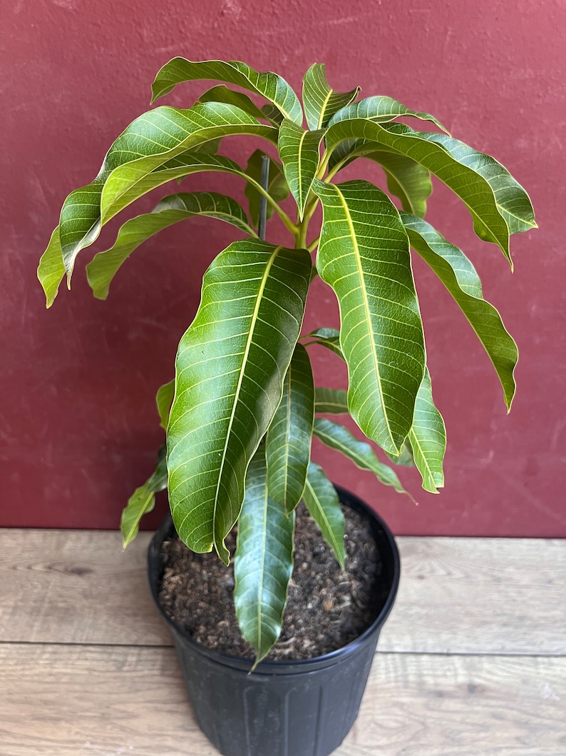 Kesar Mango Tree, Grafted in 3 Gallons Pot, No Ship to CA and HI - Etsy