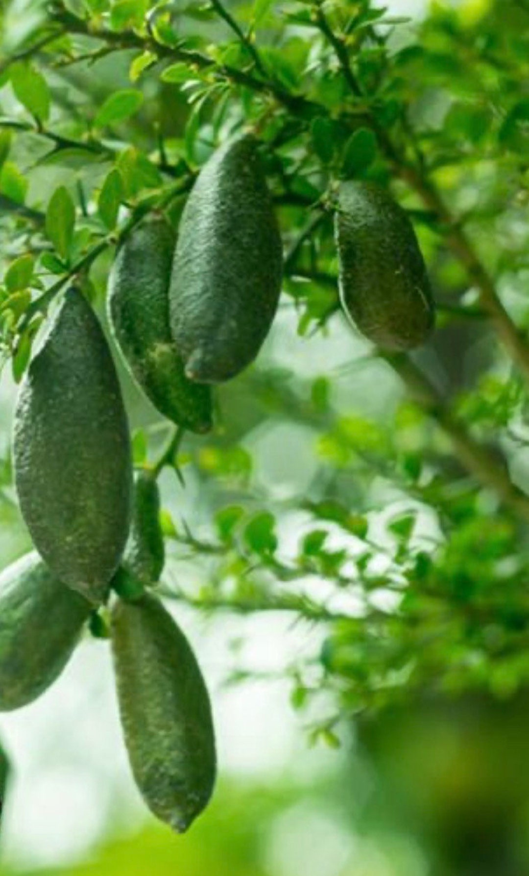 Finger Lime Tree , 1/2 Gallon Pot - Microcitrus Australasica in Half ...